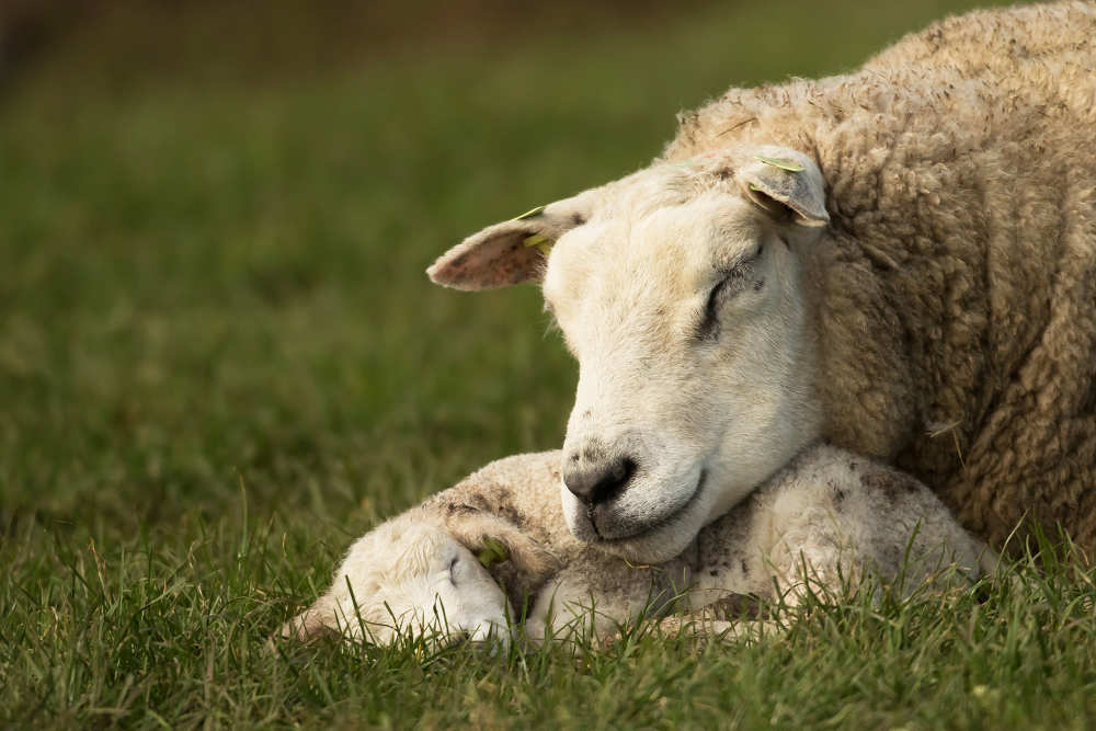 Maart op Texel: kom genieten van het voorjaar bij De Krim Texel