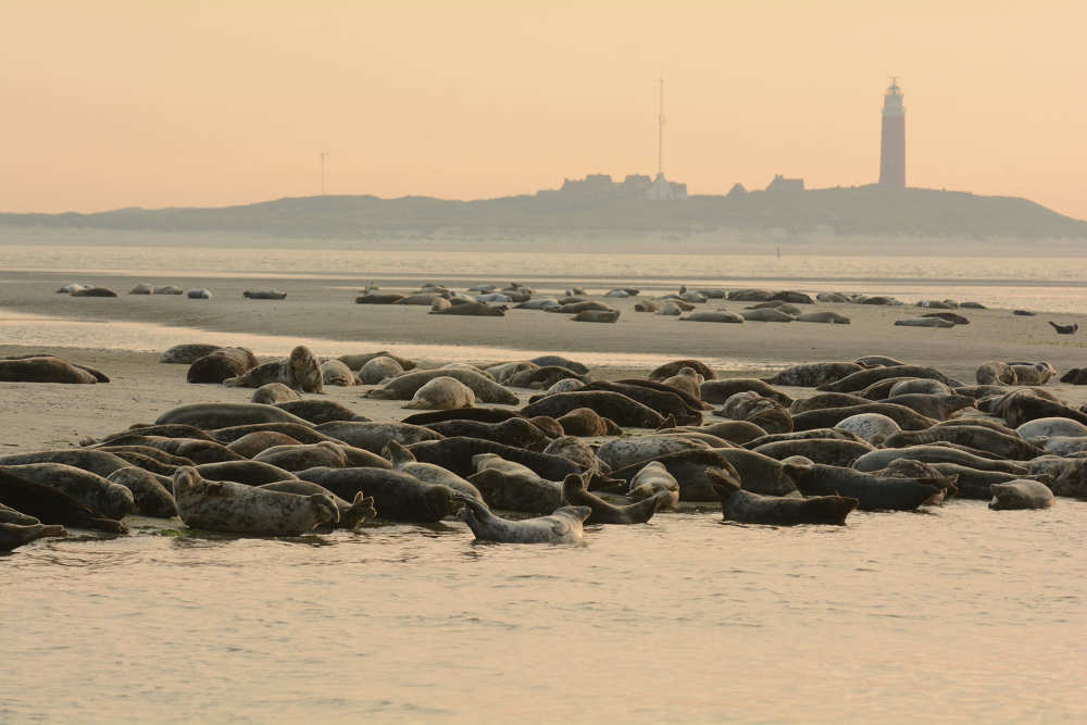 Het Sop seal tours | A Texeltip of De Krim Texel