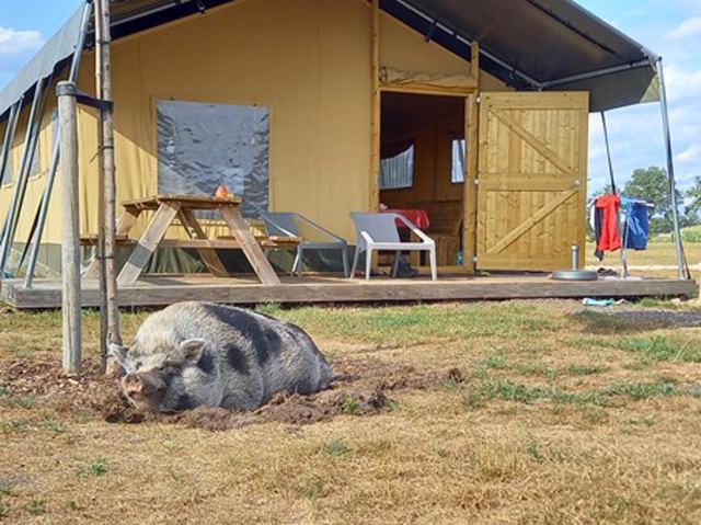 FarmCamps BoeBaDoe - Boerderijvakantie in Limburg