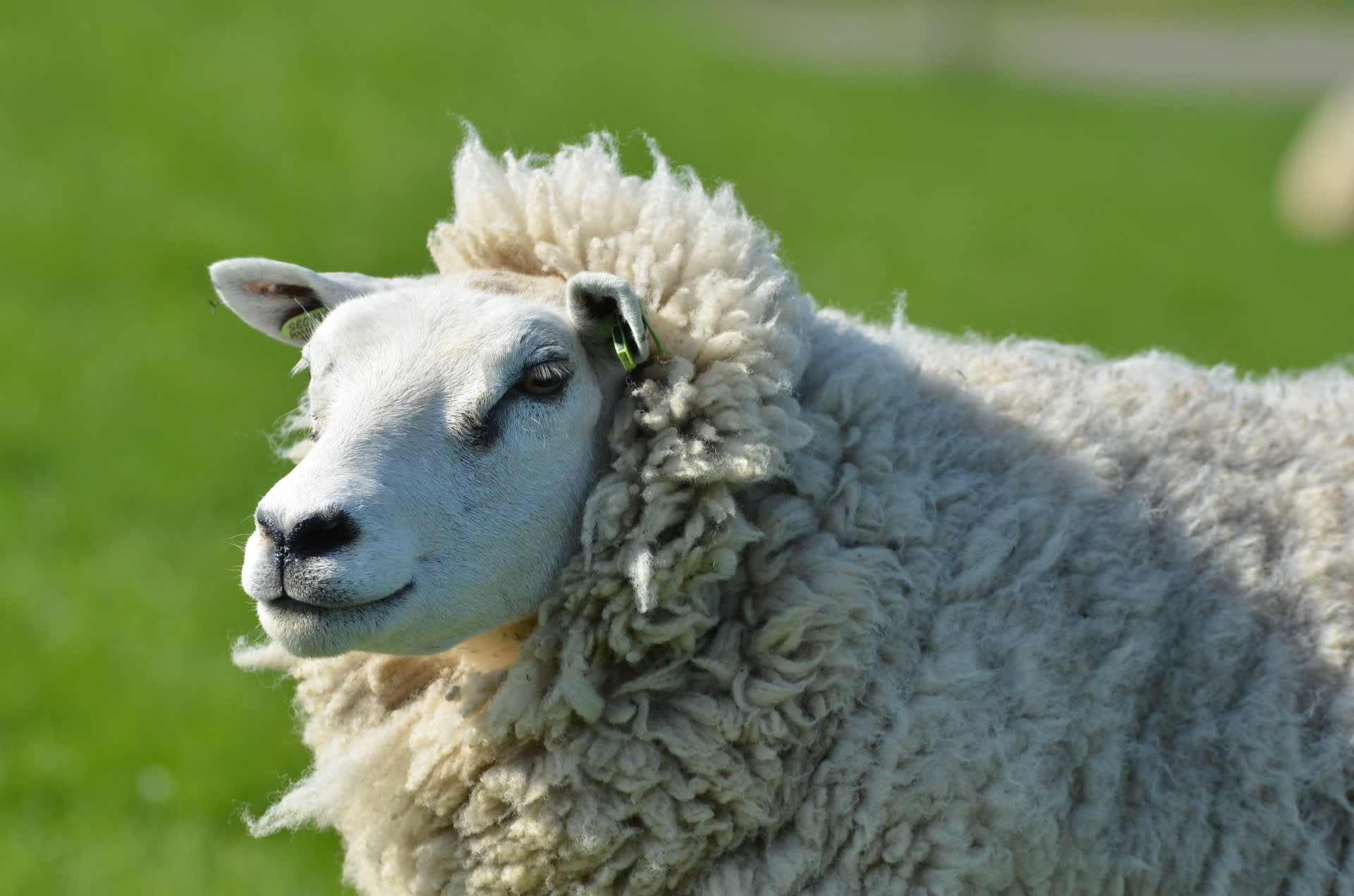 Dag van 't schaap | Een Texeltip van De Krim Texel