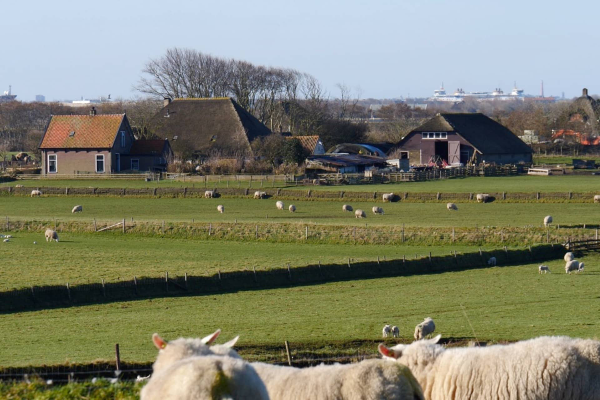 Lambs hike De Hoge Berg | A Texeltip of De Krim Texel